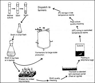 Biofertilizer and Cyano bacteria as biofertilizer