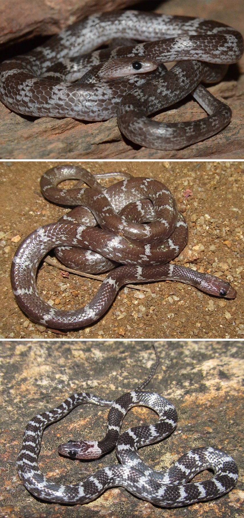 Species New to Science: [Herpetology • 2020] Lycodon deccanensis • A ...