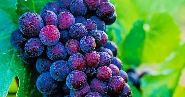 Uva | Fruto da Videira (Vitis sp.) ~ Klima Naturali™