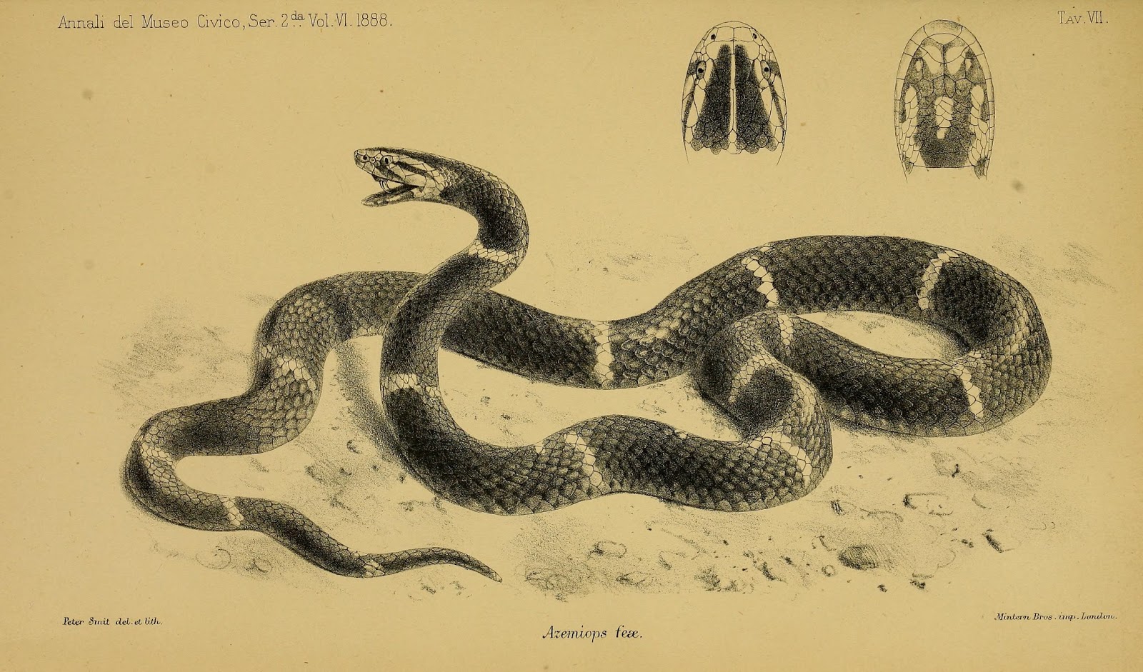 Life is short, but snakes are long: Fea's Pitless Pitvipers