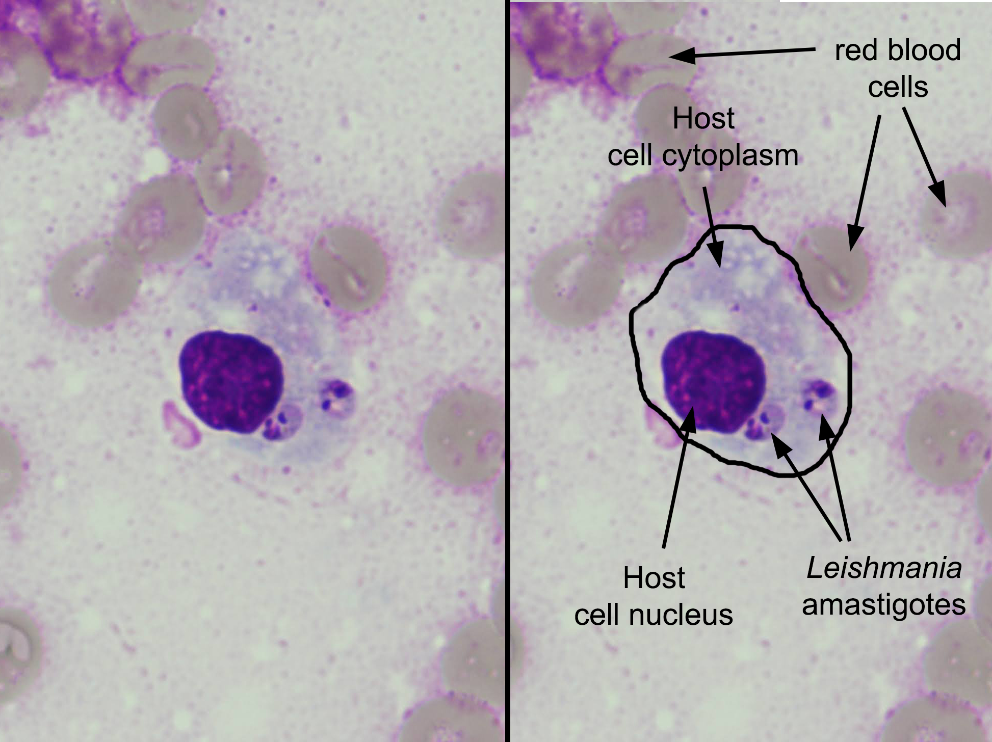 Leishmania Amastigote Morphology