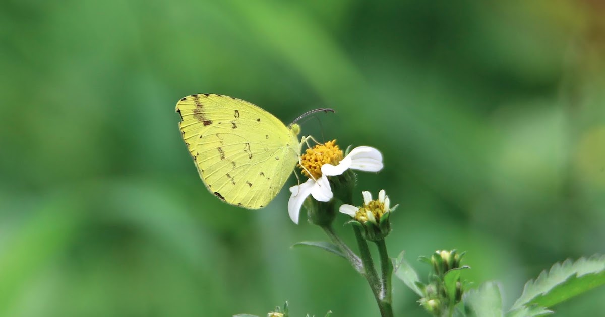 Common Grass Yellow Butterflies