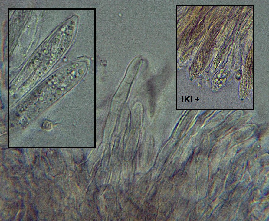 Tony Hardware's Fungi Finds: APRIL 2021 - Uncommon and rare species
