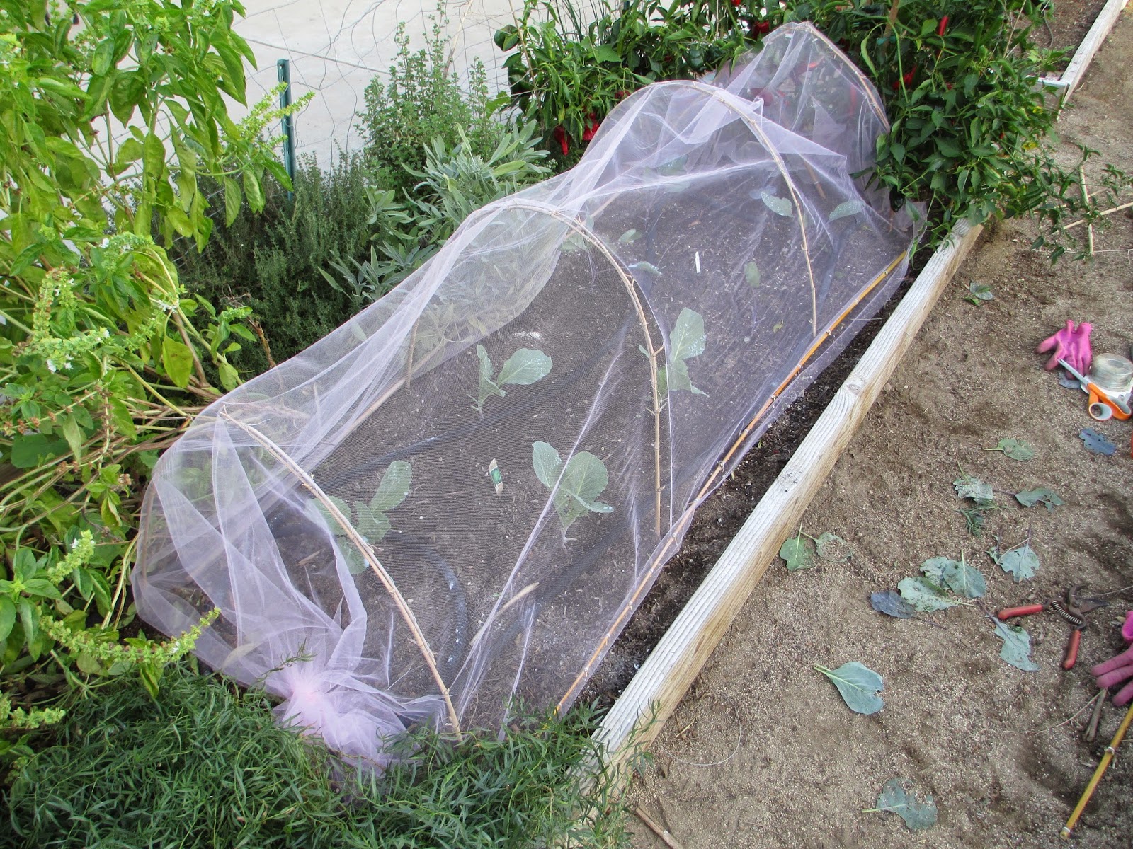 Andie's Way: Making Cabbage Row Covers