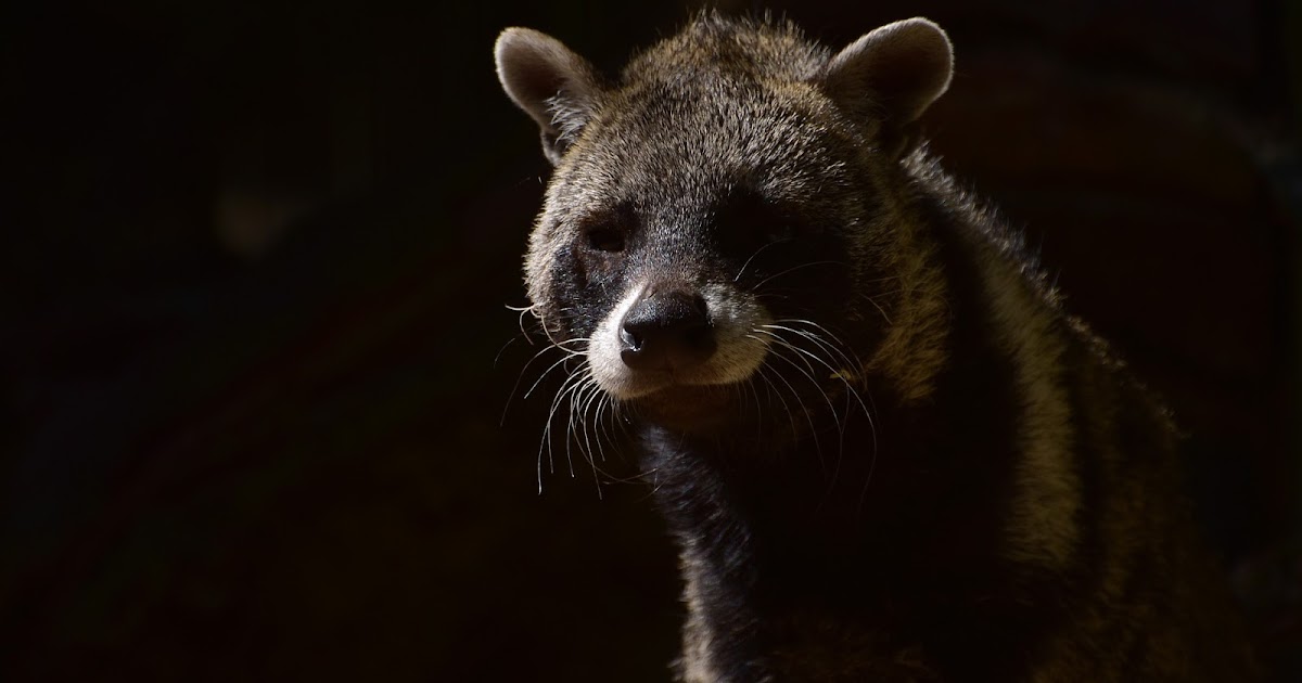 Civet - Animal Wallpapers - MADWallpapers