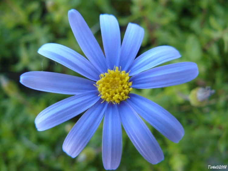 Flores azúles - Imagui