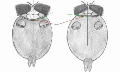 Sexing Tarantula ~ Dunia Tarantula