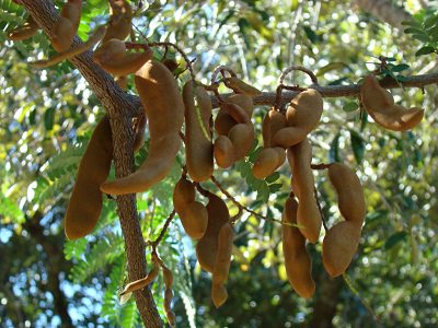 Times in Tanzania: Flora and Fauna & Food: Tamarind Tree