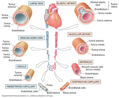 Principles of Human Anatomy and Physiology: CHAPTER 18 : Blood vessel ...