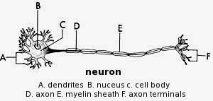 SCIENCE AND TECHNOLOGY: Chapter 14 : CONTROL AND CO-ORDINATION IN ORGANISMS