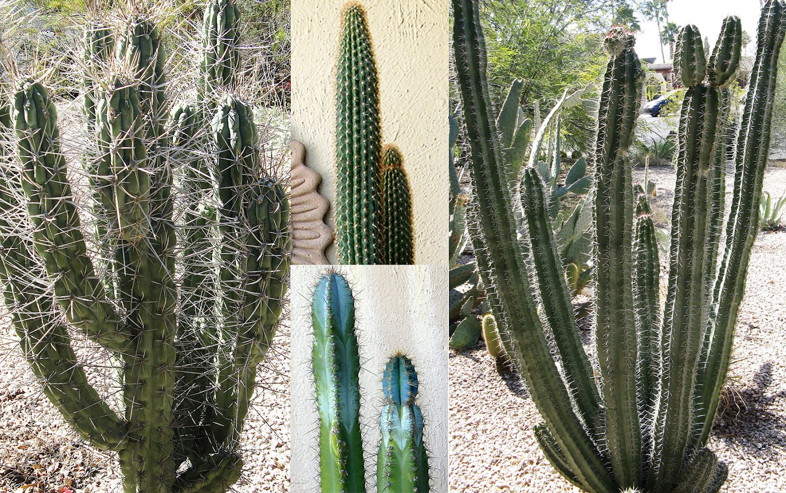 Acting My (Vint)Age: Cactus Collection: First Look