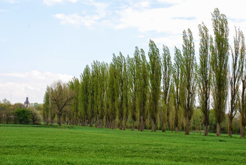 TOPOLA - DRZEWO BEZ PRZYSZŁOŚCI? JAK ZROBIĆ SADZONKI TOPOLI. | ZIELONA ...