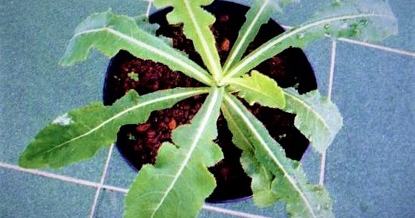 35+ Manfaat Tempuyung (Daun, Batang, Akar)