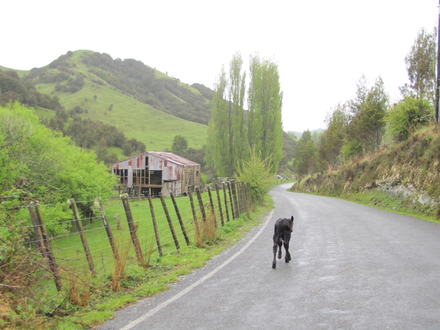 photographing New Zealand: Forgotten World Highway - State Highway 43