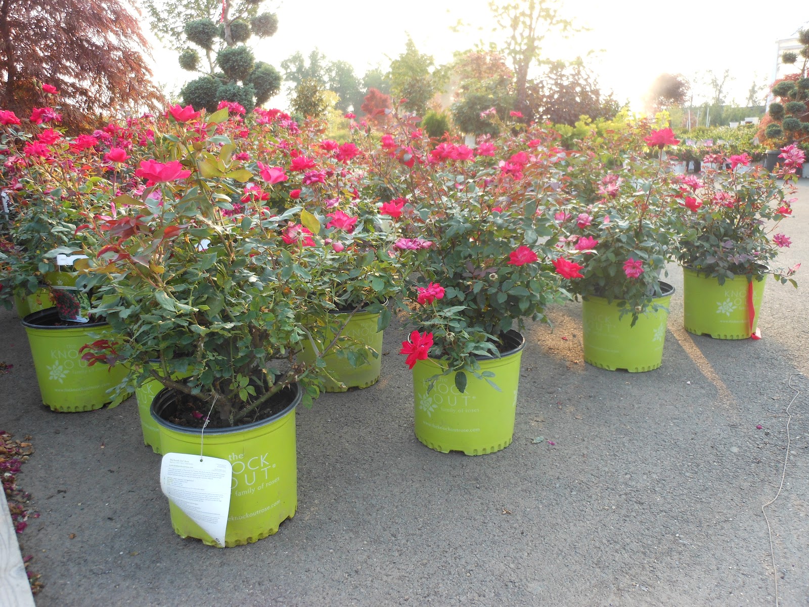 Knock Out Rose - The new Elm?