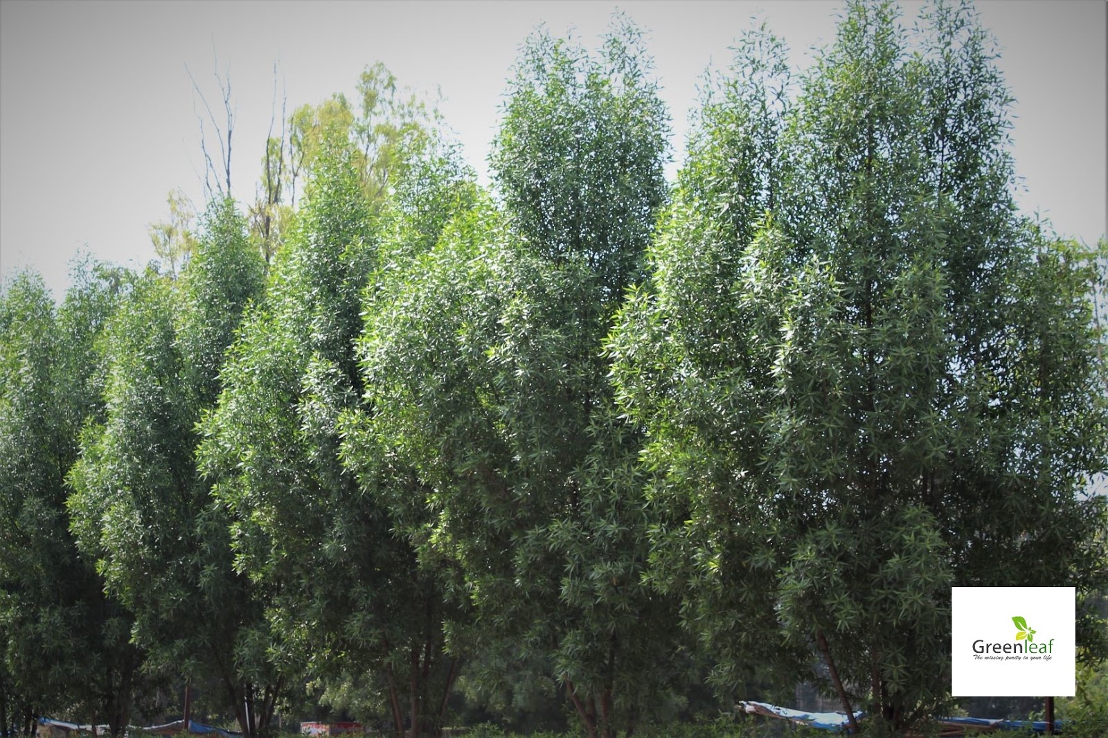 Conocarpus Tree | Conocarpus Erectus | Evergreen Shrub