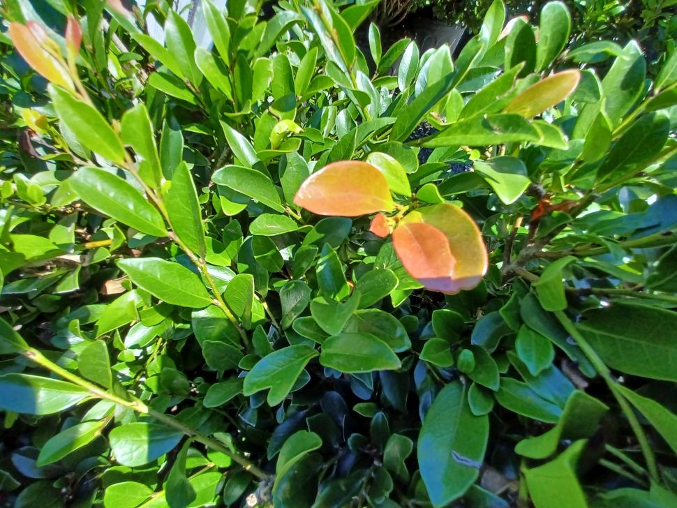 Future Plants by Randy Stewart: Isu Tree