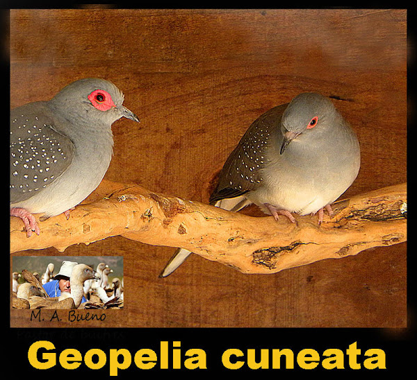 Foto-Natura-Huesca: TORTOLA DIAMANTE - DIAMOND DOVE Geopelia cuneata ...