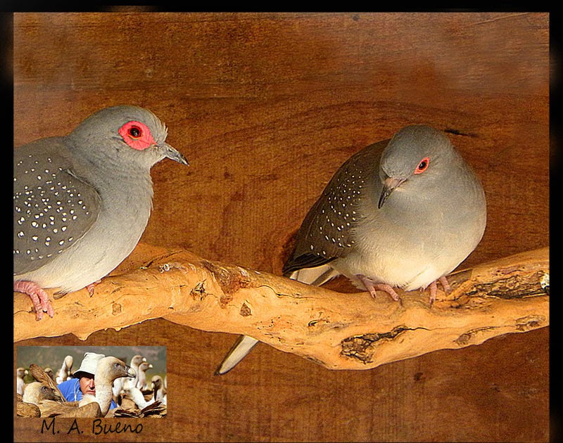 Foto-Natura-Huesca: TORTOLA DIAMANTE - DIAMOND DOVE Geopelia cuneata ...