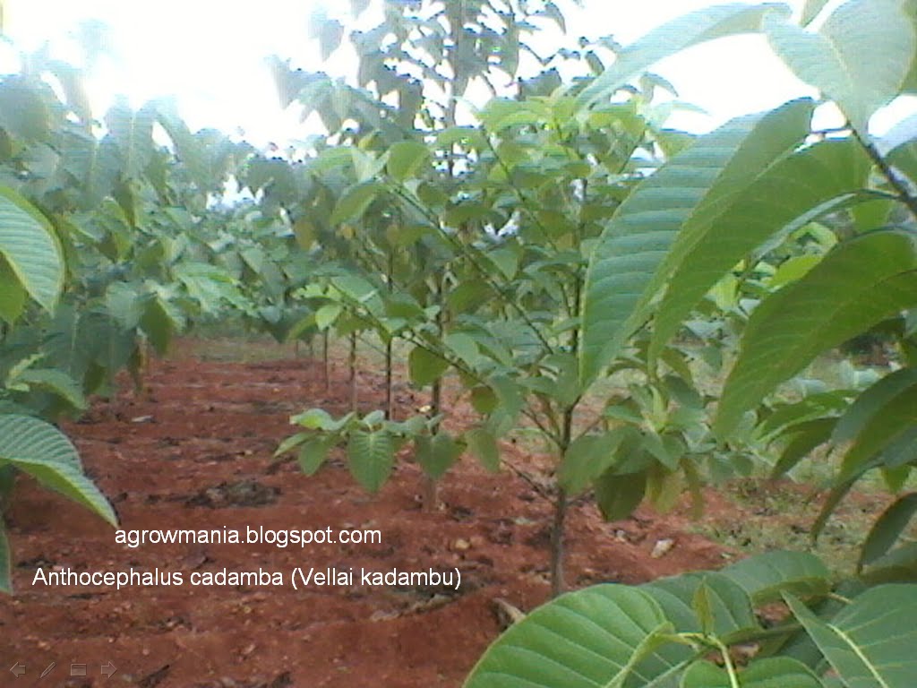 Agroforestry - A blog on Agrihortisilviculture: Anthocephalus cadamba ...