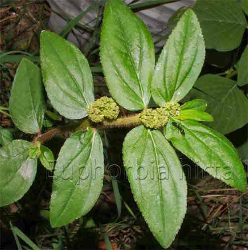 Navratri Plants and Trees - Bring These Plants to Home during Navratri ...