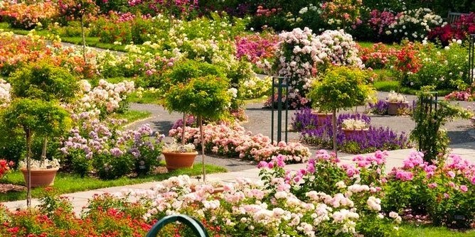 Inspirasi 78+ Desain Taman Bunga Mawar