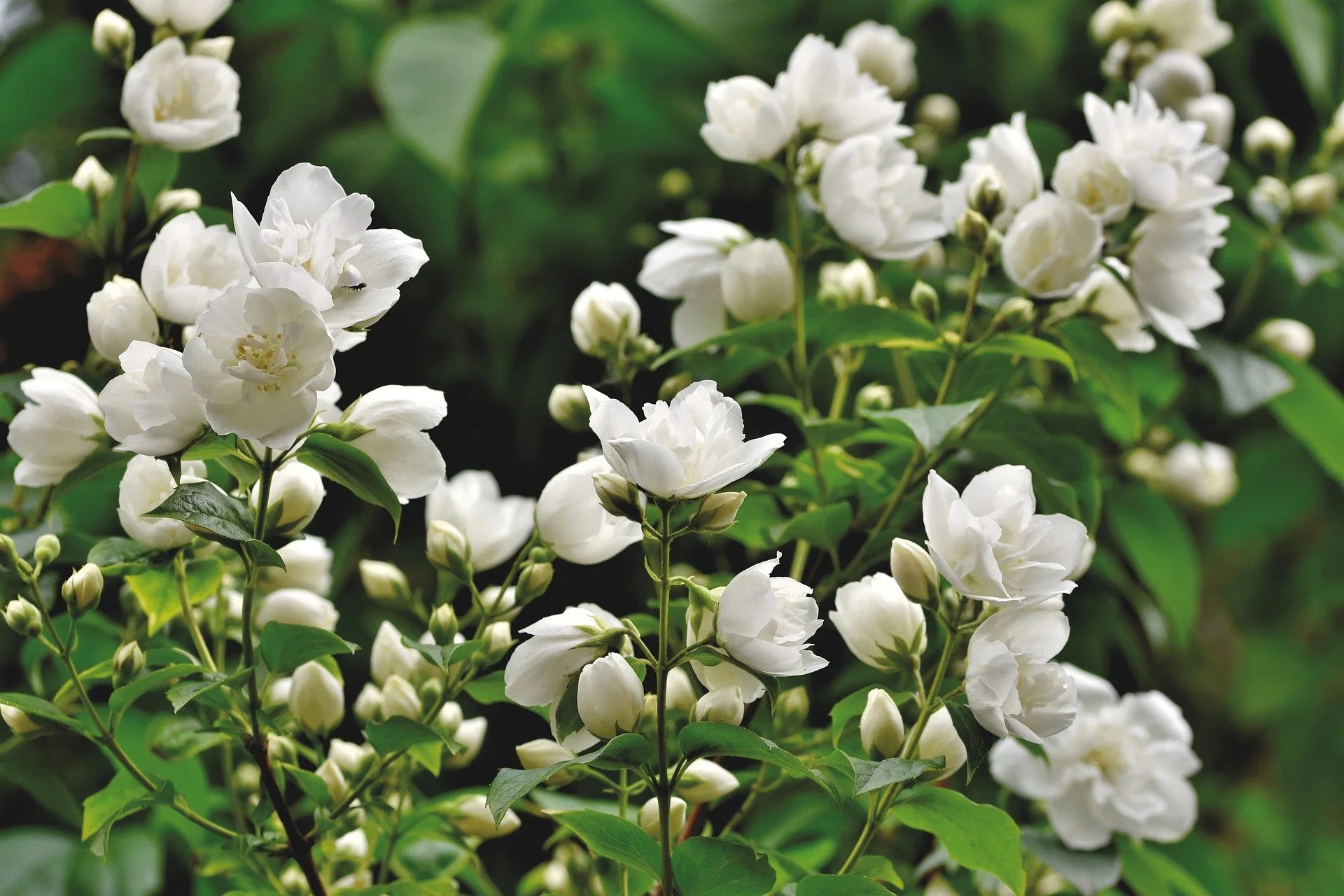 jui-flower-information-in-marathi