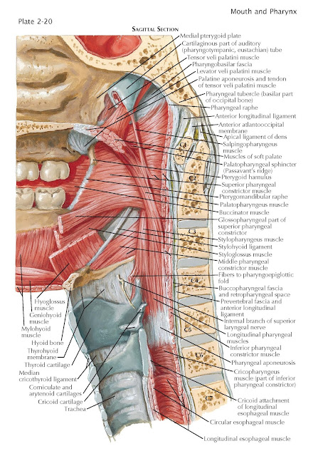 Musculature of Pharynx - pediagenosis