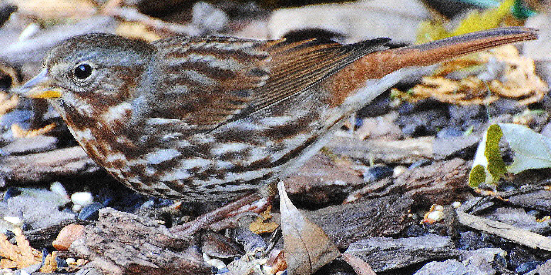 BARRY the BIRDER: Fox Sparrow