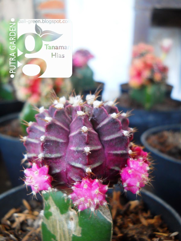 PUTRA GARDEN BALI: Promo Tanaman Hias Kaktus Mini Untuk Souvenir
