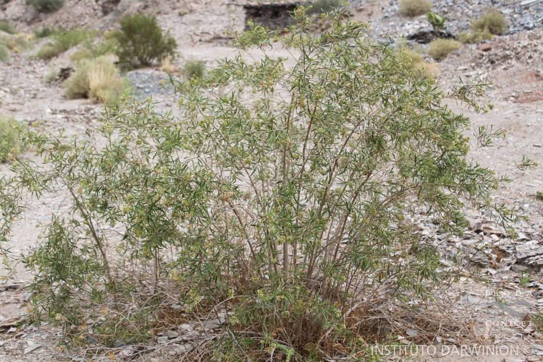 Argentina nativa: Chilca amarga (Baccharis salicifolia)