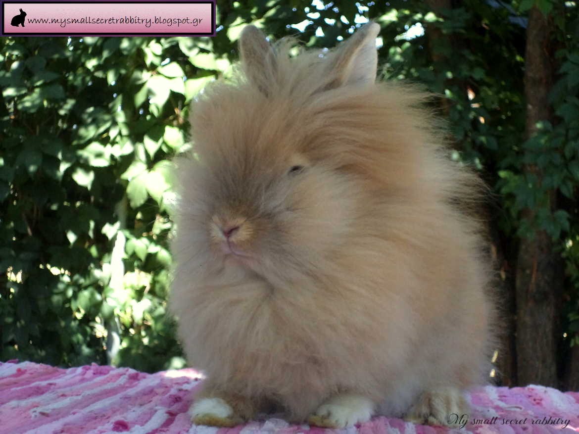 My Small Secret Rabbitry: DOES