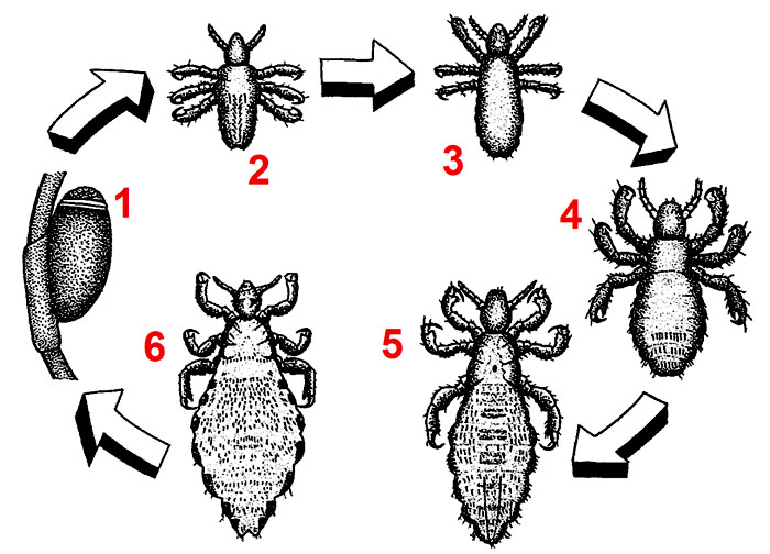 Kutu Rambut, Penumpang Gelap di Kepala Manusia | RE Tawon