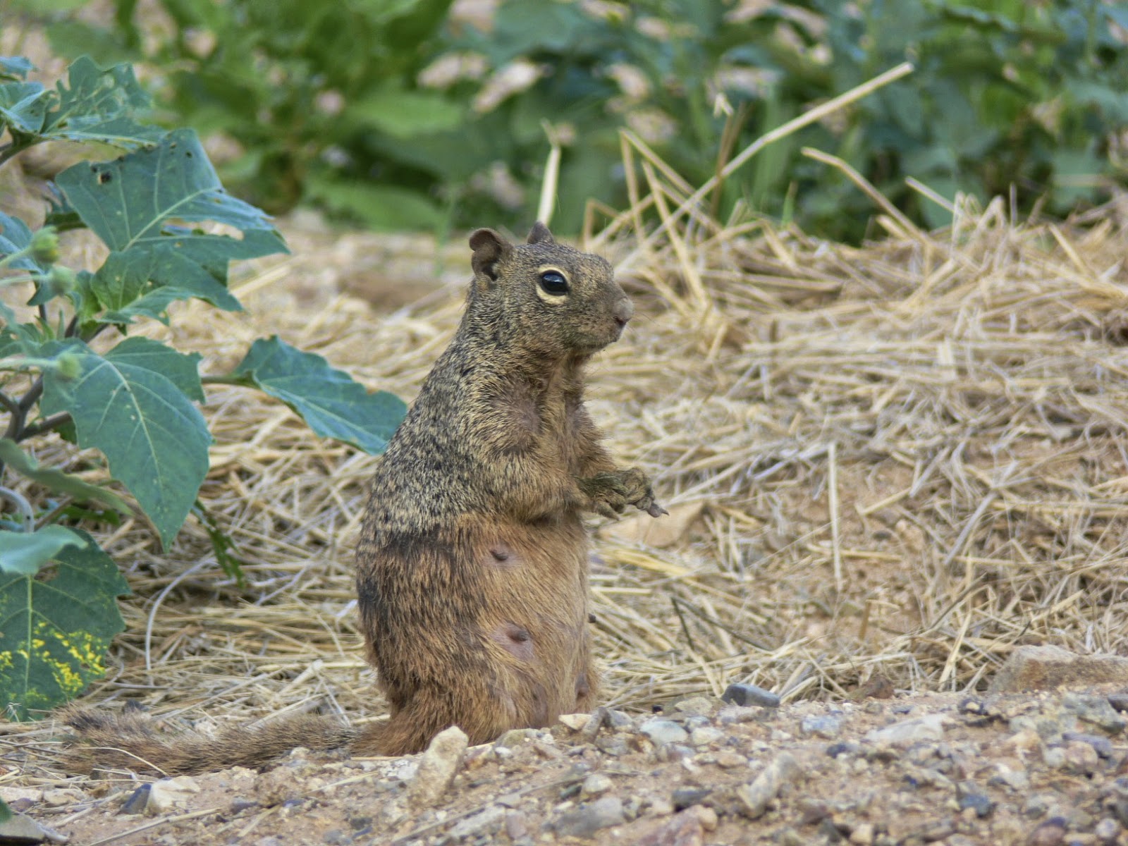 Scottsdale Daily Photo: Photo: Prairie Dog