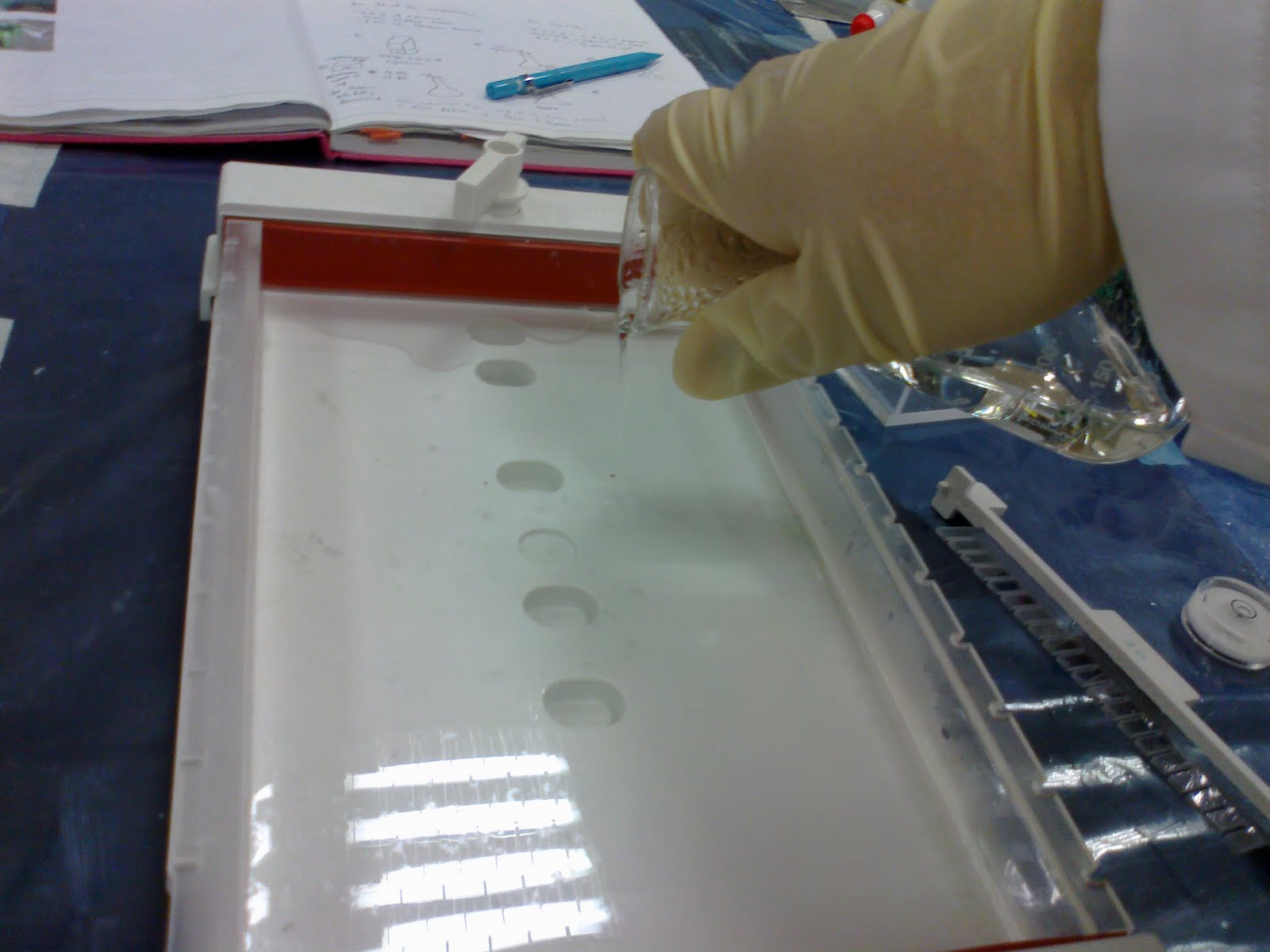 SHERYNA: Preparation of Agarose gel