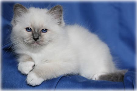 Valehto's Heliga Birma - Helig Birma, Katt, Katteri, Uppfödare, Lena ...