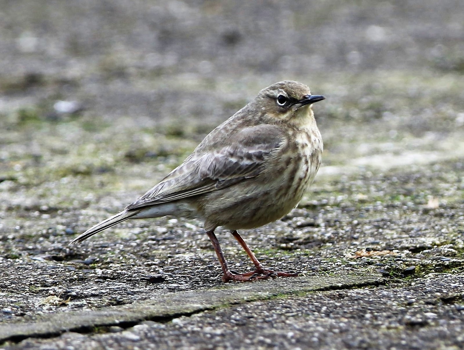 Murfs Wildlife : Rock Pipit pale bird