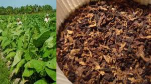 MANFAAT TEMBAKAU UNTUK KESEHATAN - TIPS MANFAAT HERBAL DAN TIPS KESEHATAN