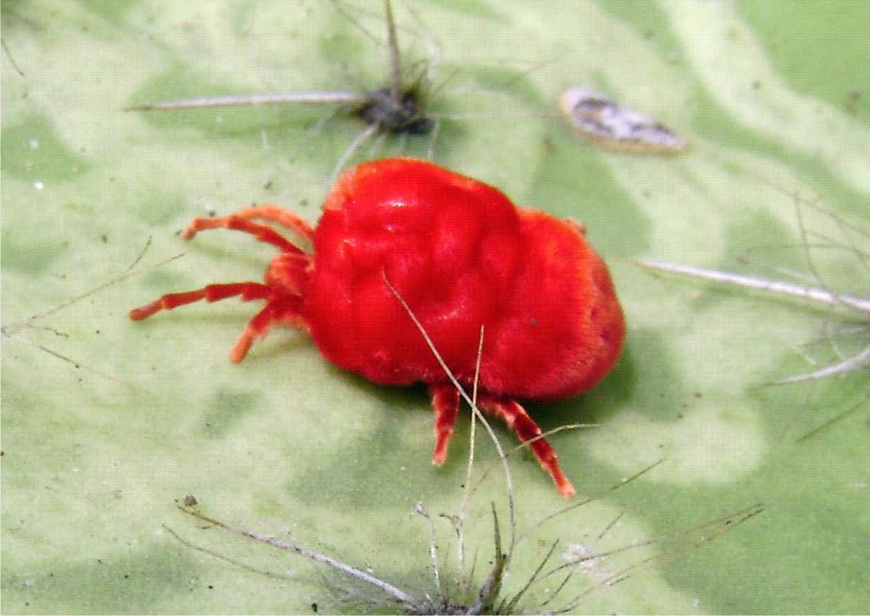 Naturalista Irreverente de Tehuacán: COCHINILLA GRANA