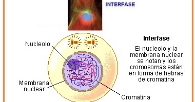 BIOLOGI GONZAGA: INTERFASE
