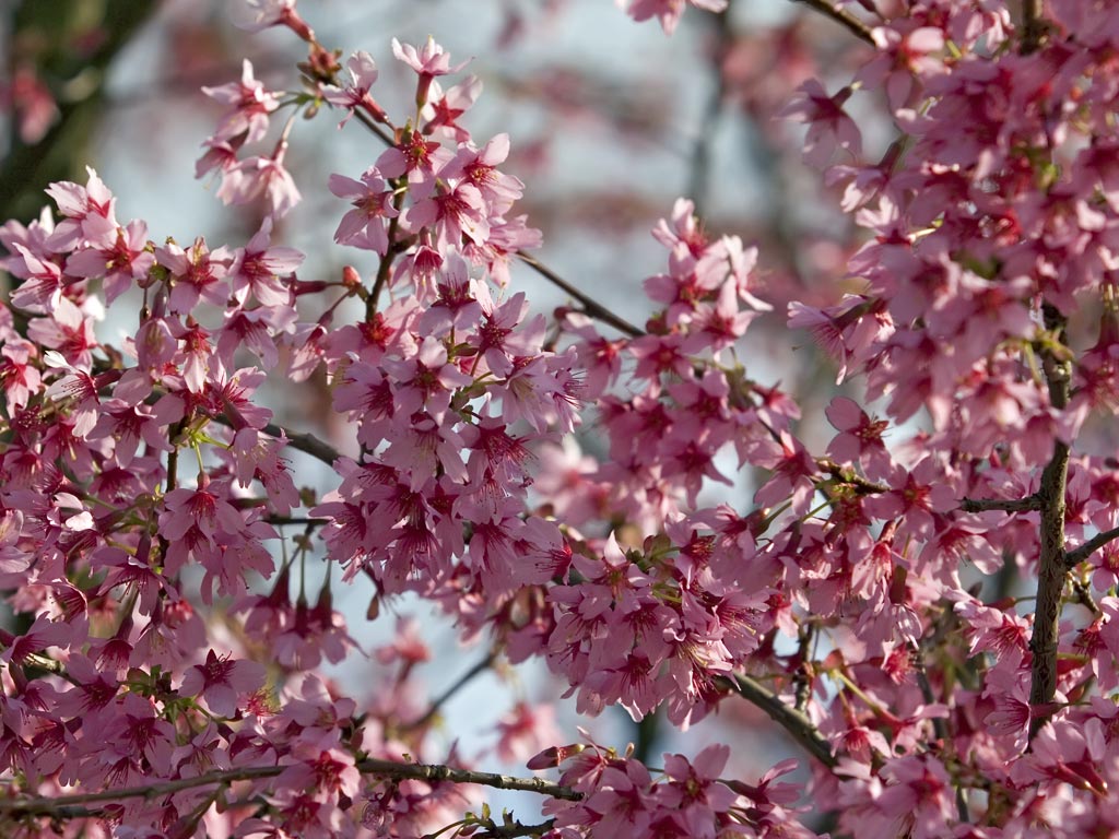 nature wallpaper: Pink Trees Spring Wallpaper