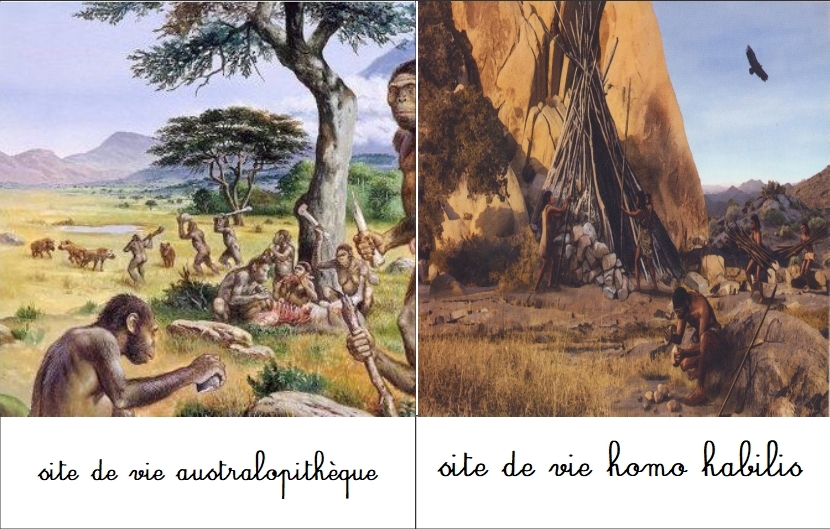 RV: Cartes de nomenclature : les Hominidés