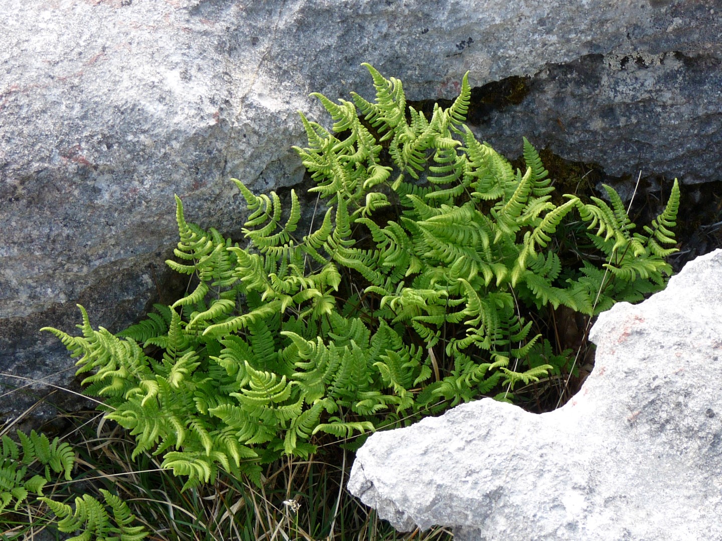 Hutton Roof's Special Ferns and More