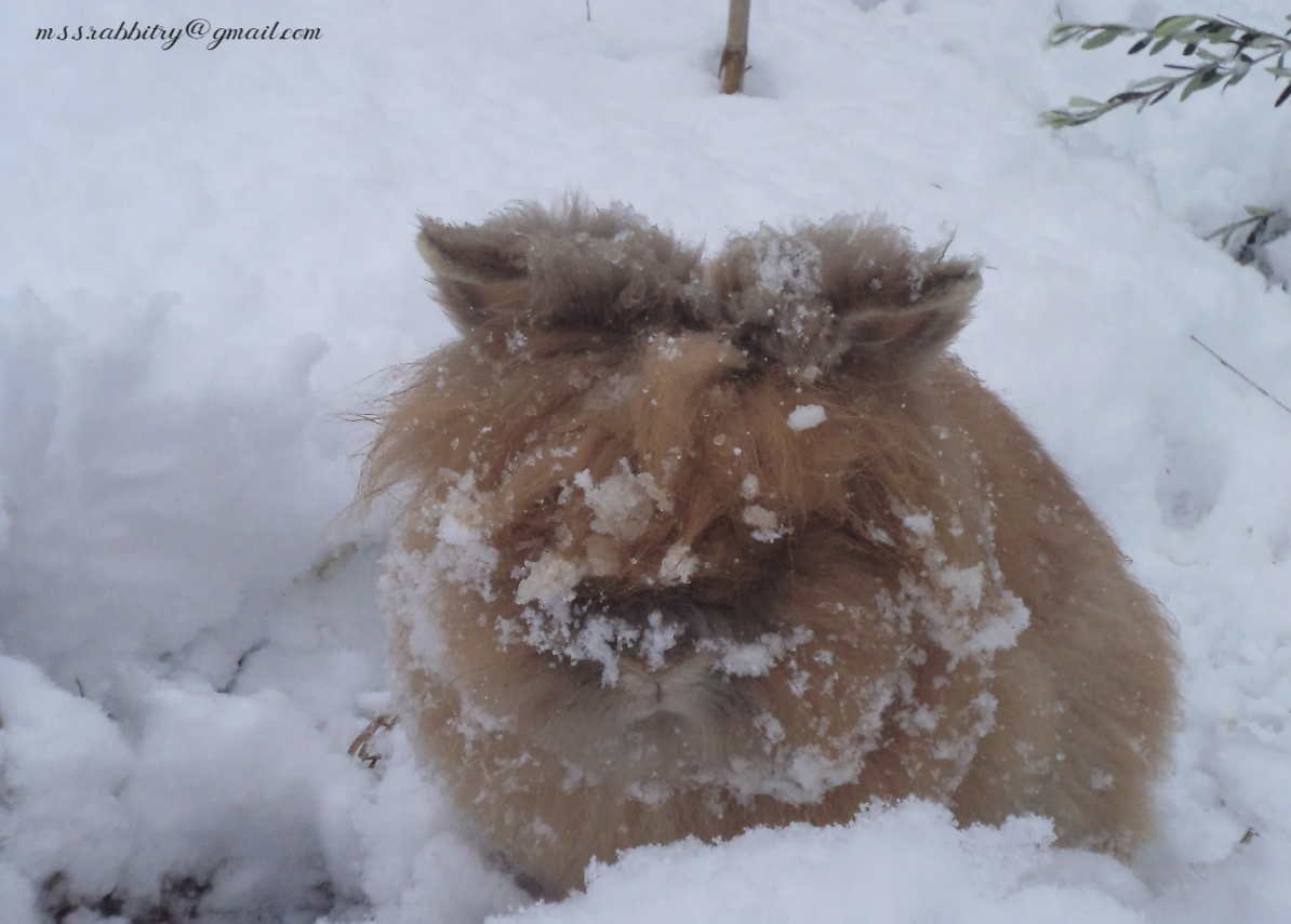 My Small Secret Rabbitry: First Pics Of 2021