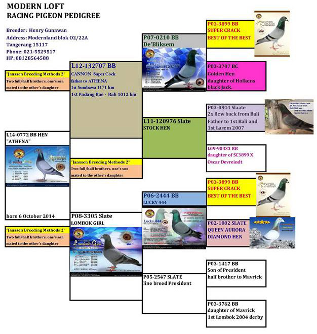 Breeding Merpati Pos dengan Metode Janssen