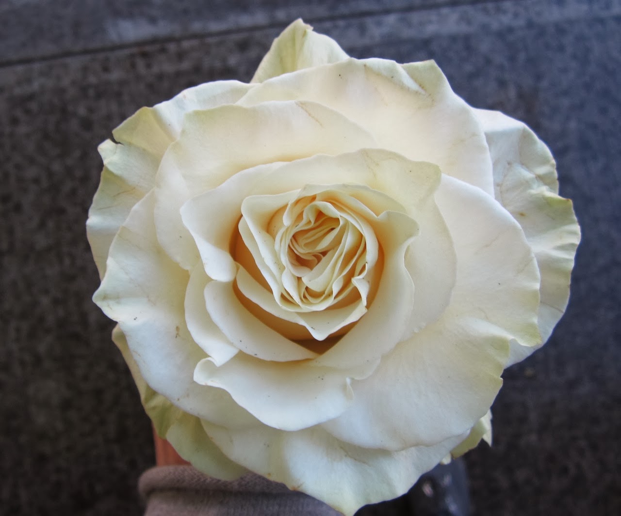 Sammy’s Flowers: More Favorite Roses