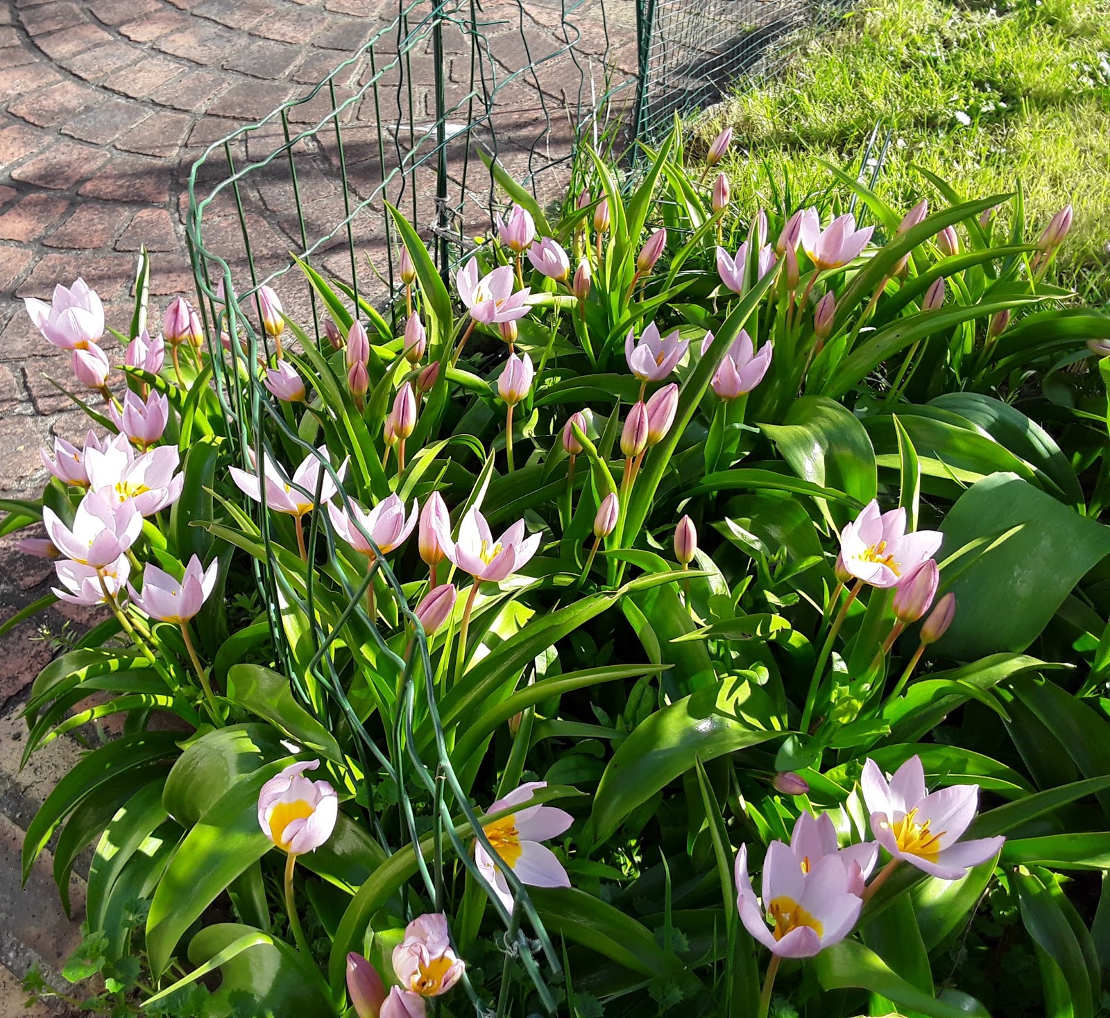j'ai vu, j'ai photographié, je partage: J' ADORE LES TULIPES.. LILAC ...