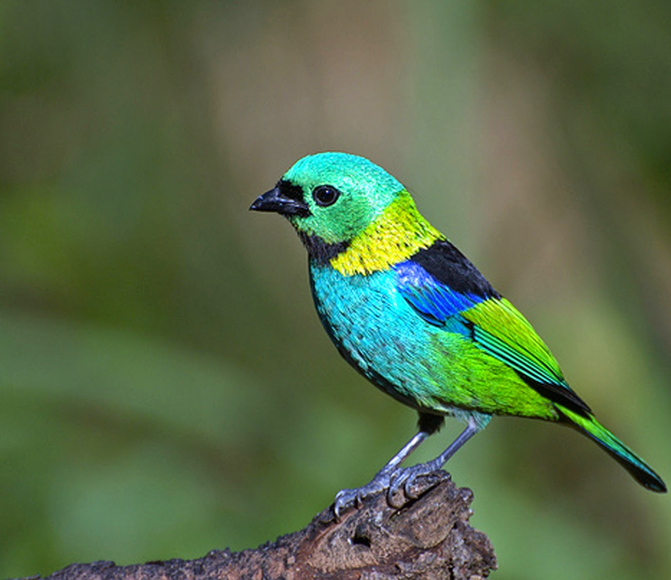 burung | macam macam jenis burung
