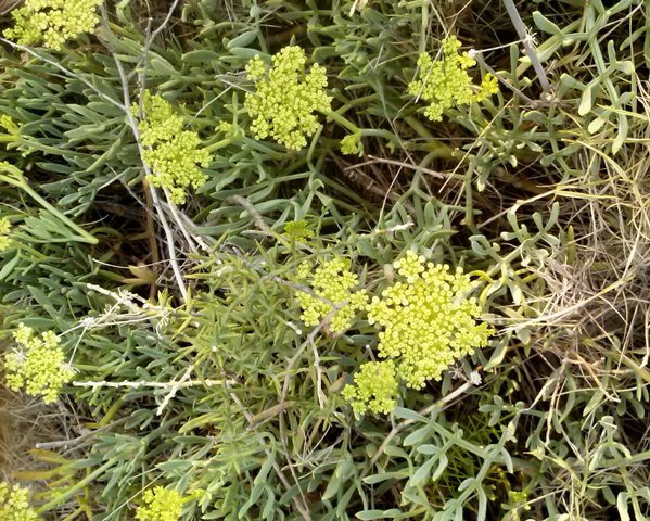 Tapa't de tapes: Tàperes i fonoll marí, en conserva