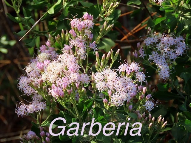 " Welcome to Lavender Dreams ": Garberia, Fall Wildflowers